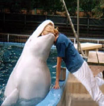 Funny Animals: Funny Dolphin Photos