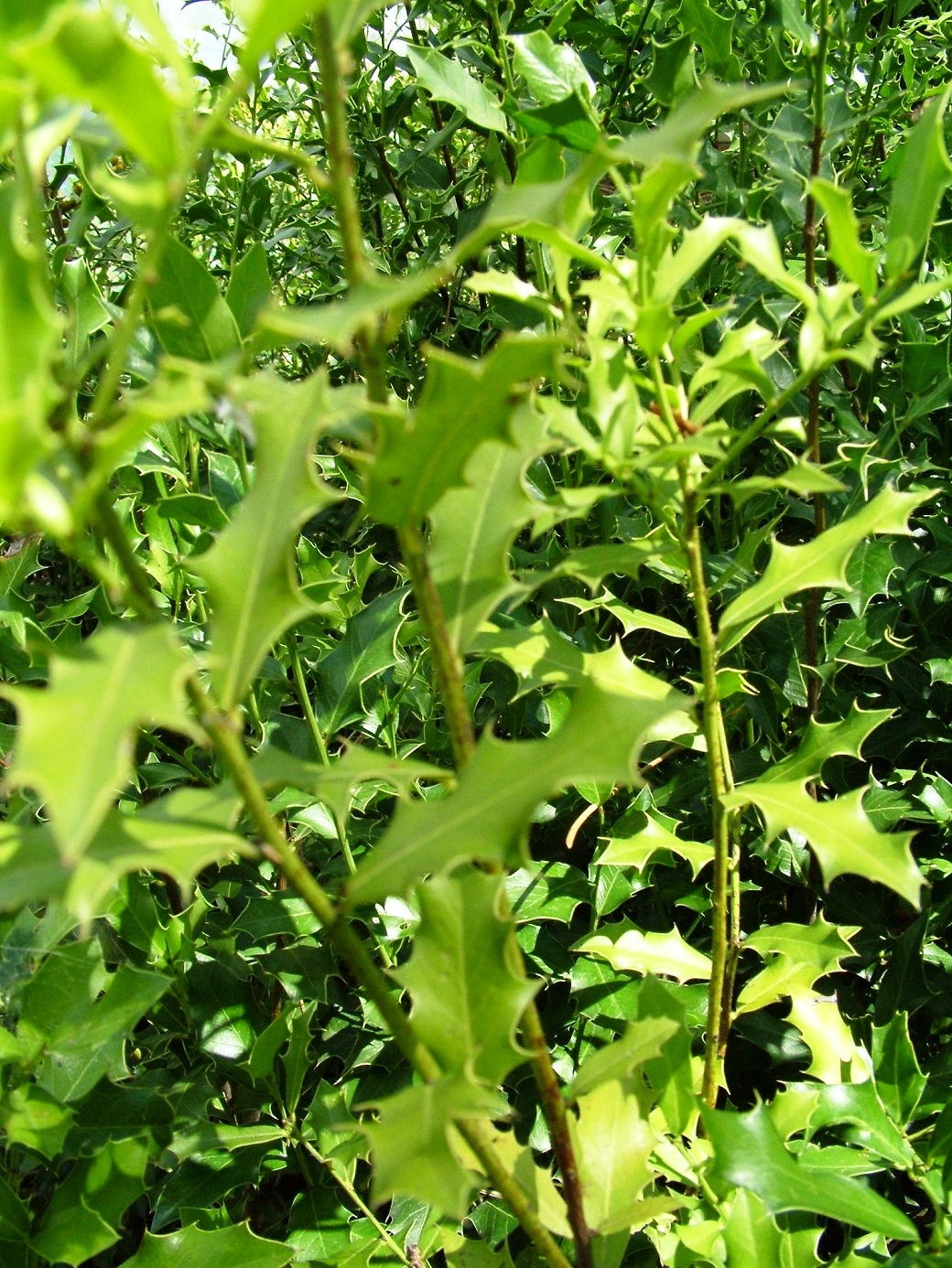 Parque Yatay: Healing herbs in Uruguay