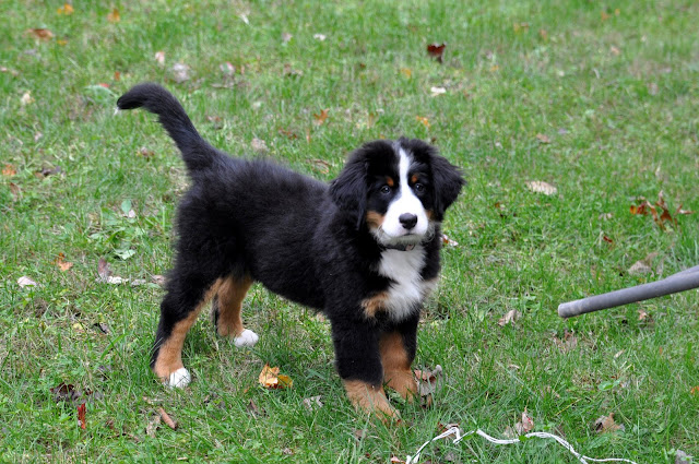 Bucks County Bernese: Photos