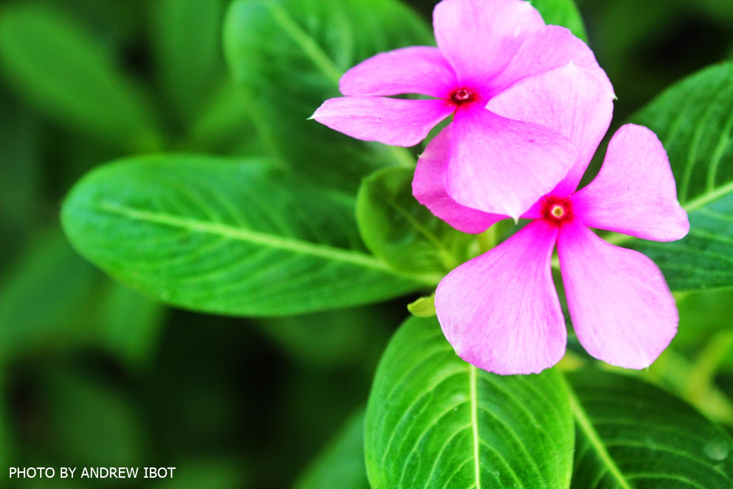 Ako si ANDREW IBOT!: Pandakaki-puti ( Tabernaemontana pandacaqui Poir.)