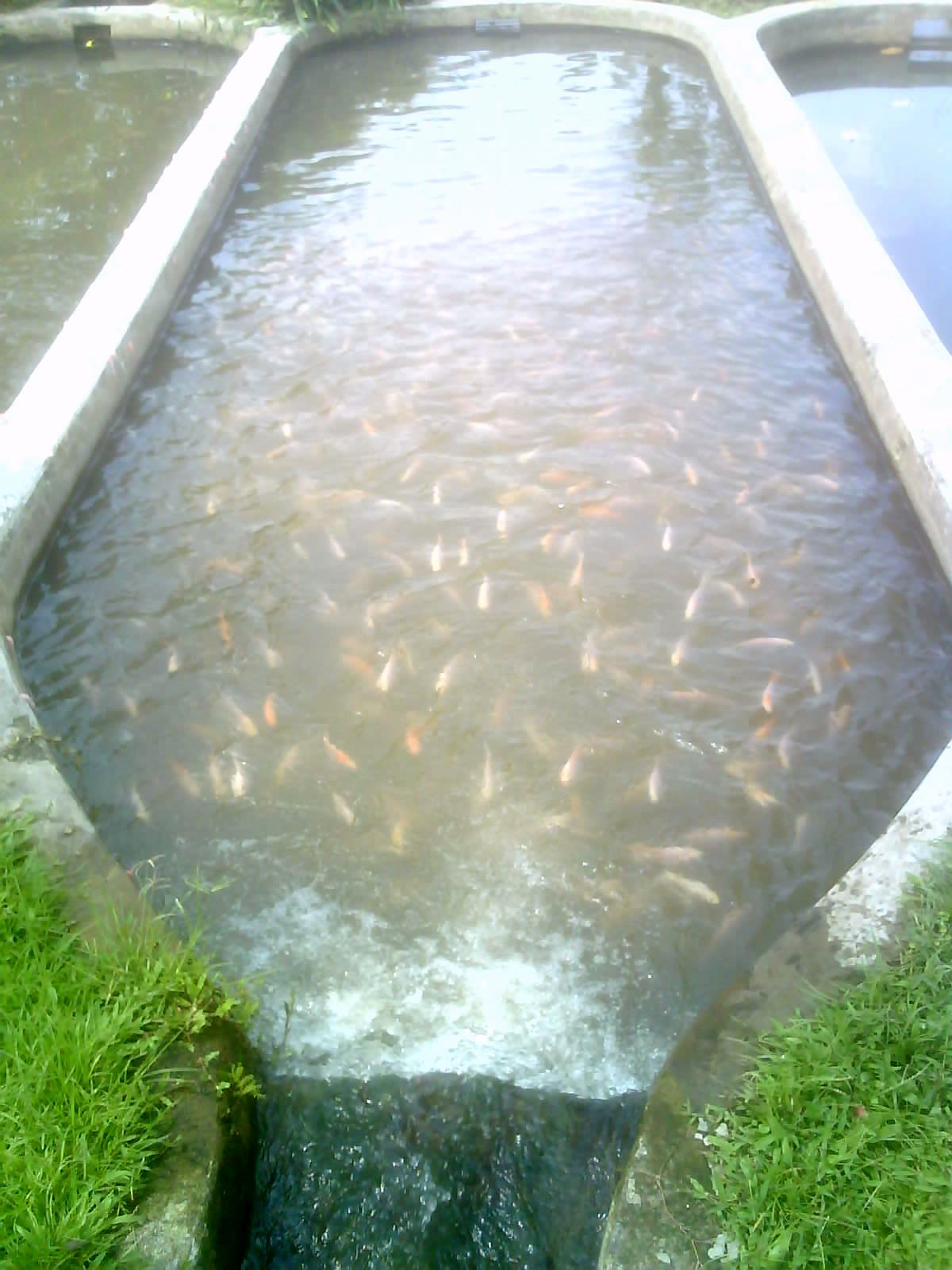 Pond Aquaculture Systems