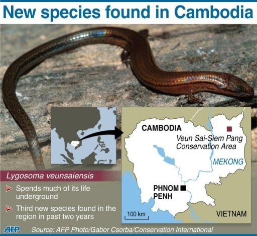 KI Media: New iridescent lizard species found in Cambodia