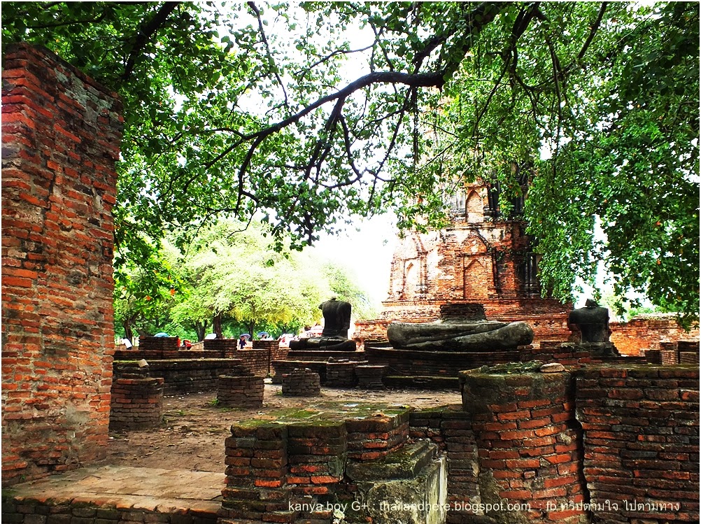 Thailand here ทริปตามใจ ไปตามทาง: วัดมหาธาตุ อยุธยา Amazing Buddha Head ...