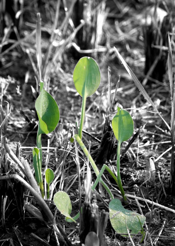 Indonesian Space Research: Lagu Genjer-Genjer - Sisi Lain Dari G 30 S PKI