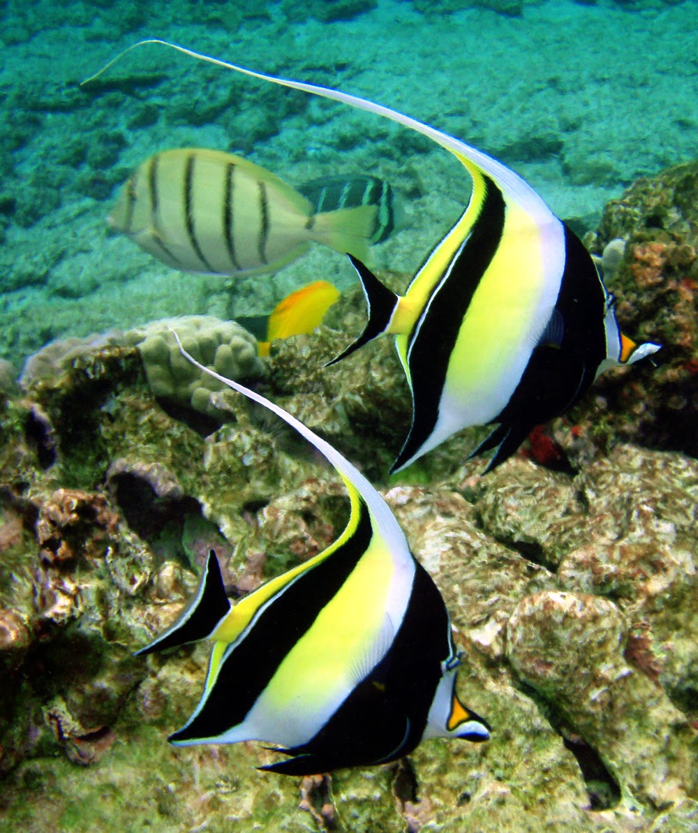 Peces y plantas ornamentales: Zanclus Cornutus - Ídolo moro