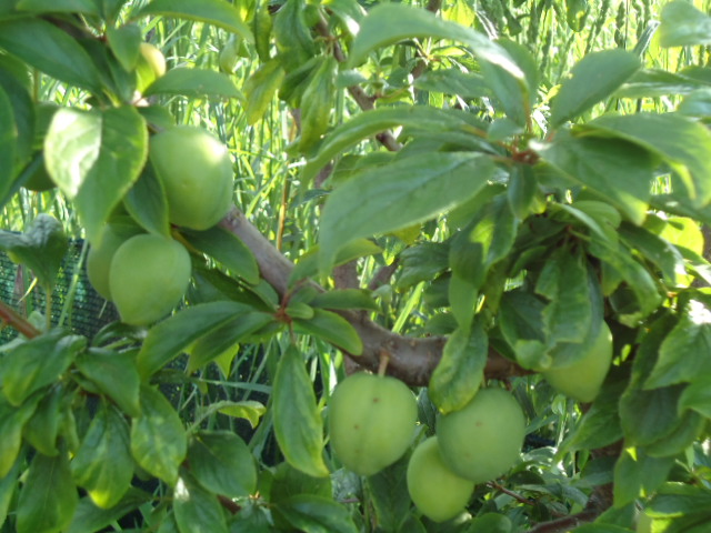 Pratos da Bela: Árvores de fruto entre outros II...