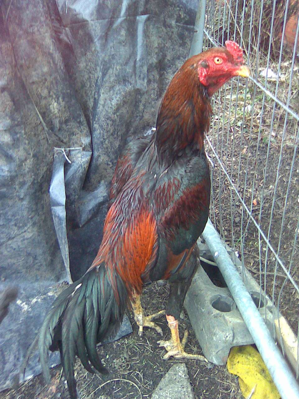 KING GHAZI: Indian Asil