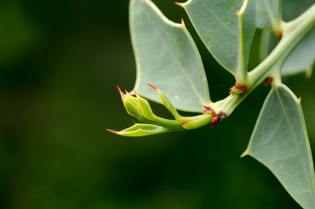 Hoja Romboide (rhomboidalis) - Botánica integra
