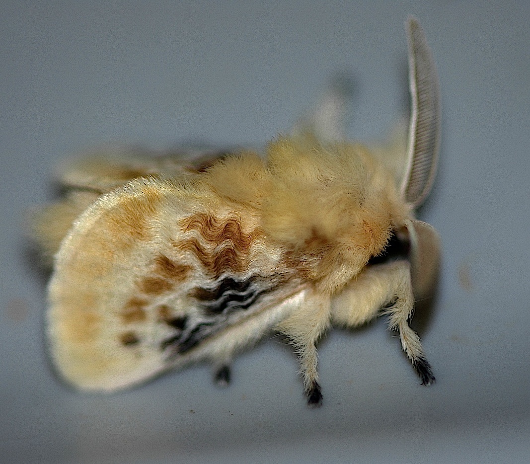 Field Biology in Southeastern Ohio: Slug Moths of Ohio, and related ...
