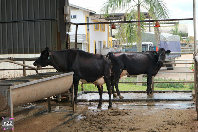 Melawat Ladang Susu Lembu Farm Fresh di Holstein Milk Company