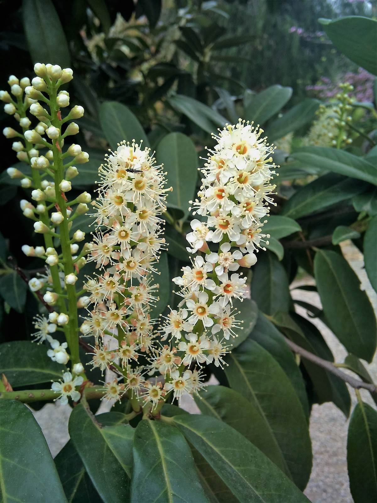 Árboles con alma: Laurel real. Laurel-cerezo. Laurel romano (Prunus ...