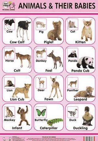 CPI Tino Grandío Bilingual Sections: Animal babies