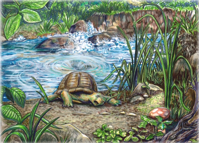 STORYWRAPS: "The Adventures of Thomas the Turtle" - a bookwrap