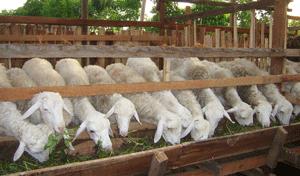 Kambing dan Domba: Ekspor Bibit Kambing dan Domba