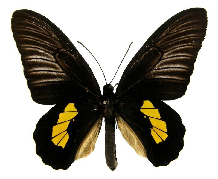 kupu-kupu langka | Troides haliphron - SeranggaSayapSisik