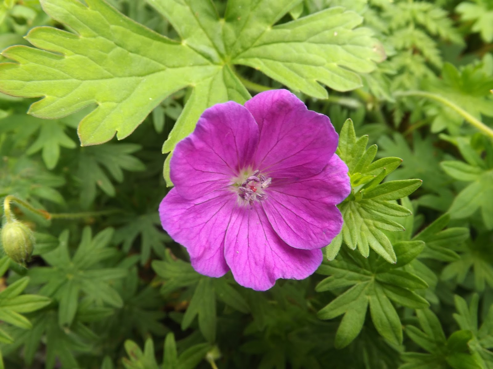 Le Jardin de la Salamandre: Geranium sanguineum