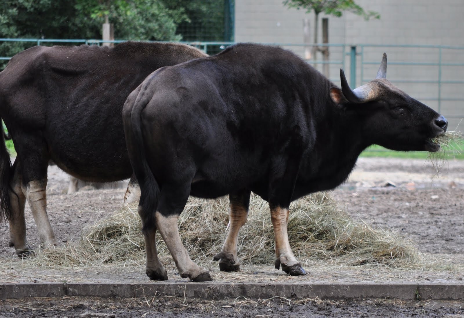 ZOOTOGRAFIANDO (6.100 ANIMALS): GAYAL / GAYAL (Bos frontalis)