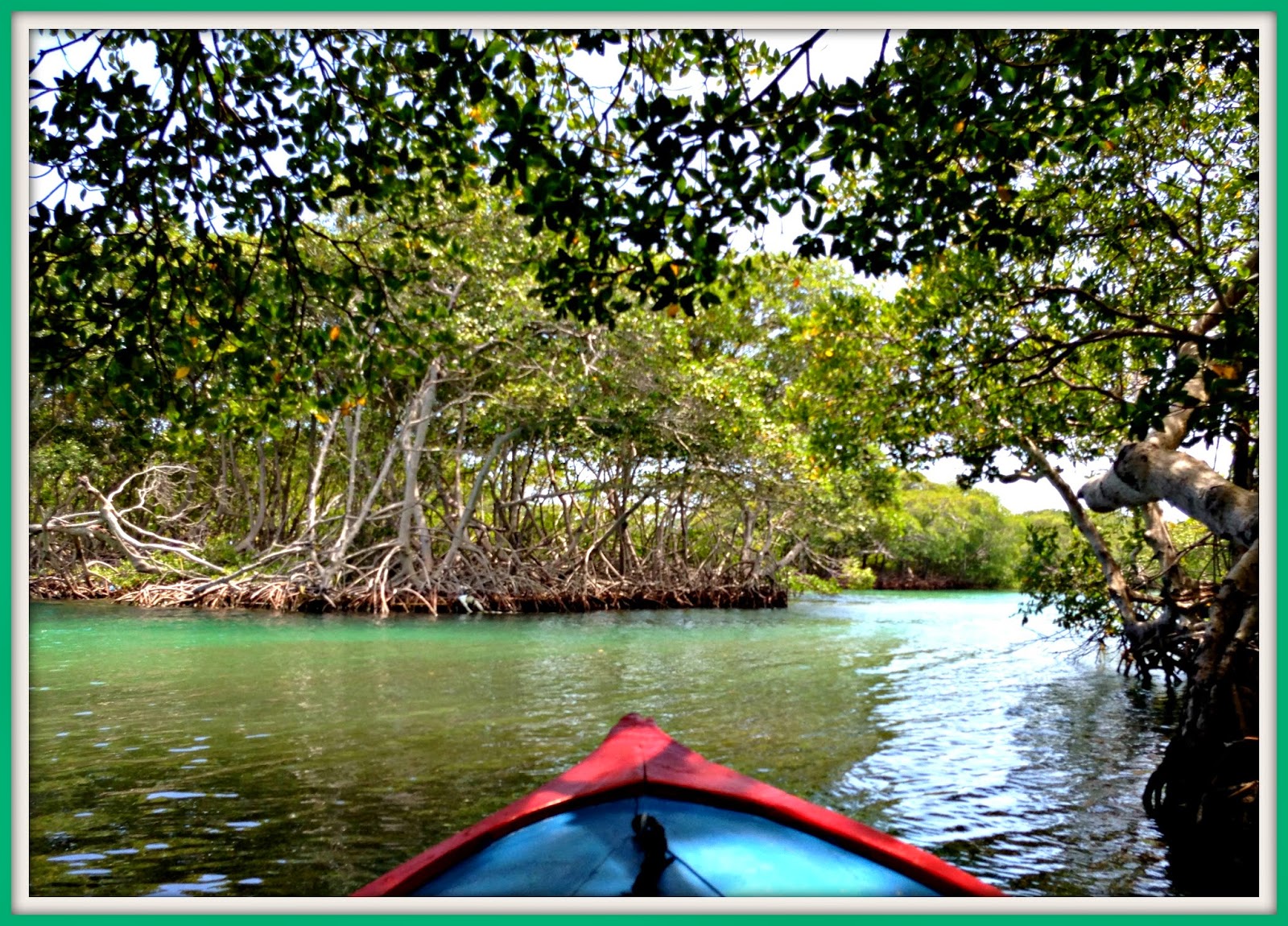 What I Learned In Roatan Honduras: Mangrove Forest