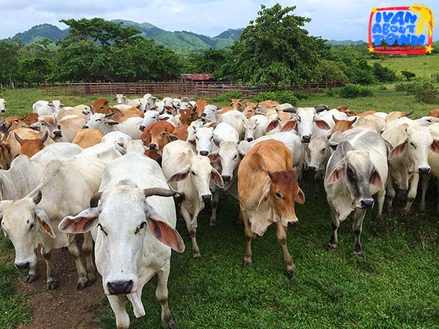 Ranch tourism in Masbate: Be a ranchero for a day! Holy cow! | Ivan ...
