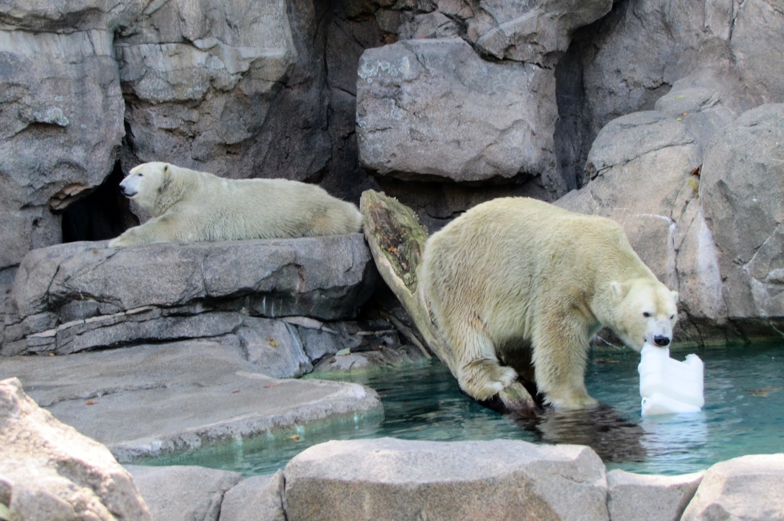 My Polar Bear Friends and Friends of Polar Bears: Berit is a quiet beauty