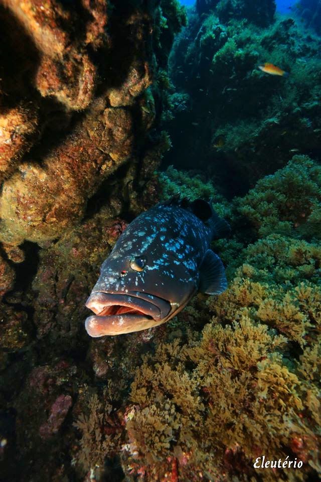 Best Spot Azores PADI 5* Dive Center: Dive Azores Buceo Azores Plongée ...