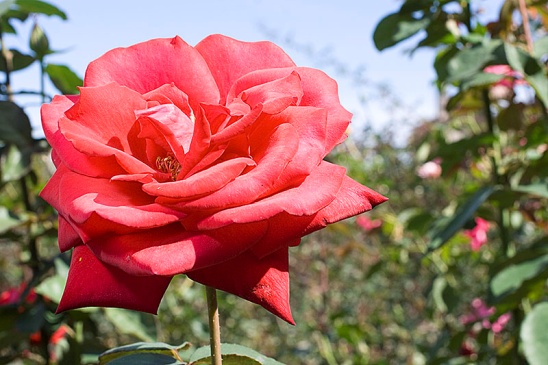 Madeira Rose Garden-English: Modern Garden Roses
