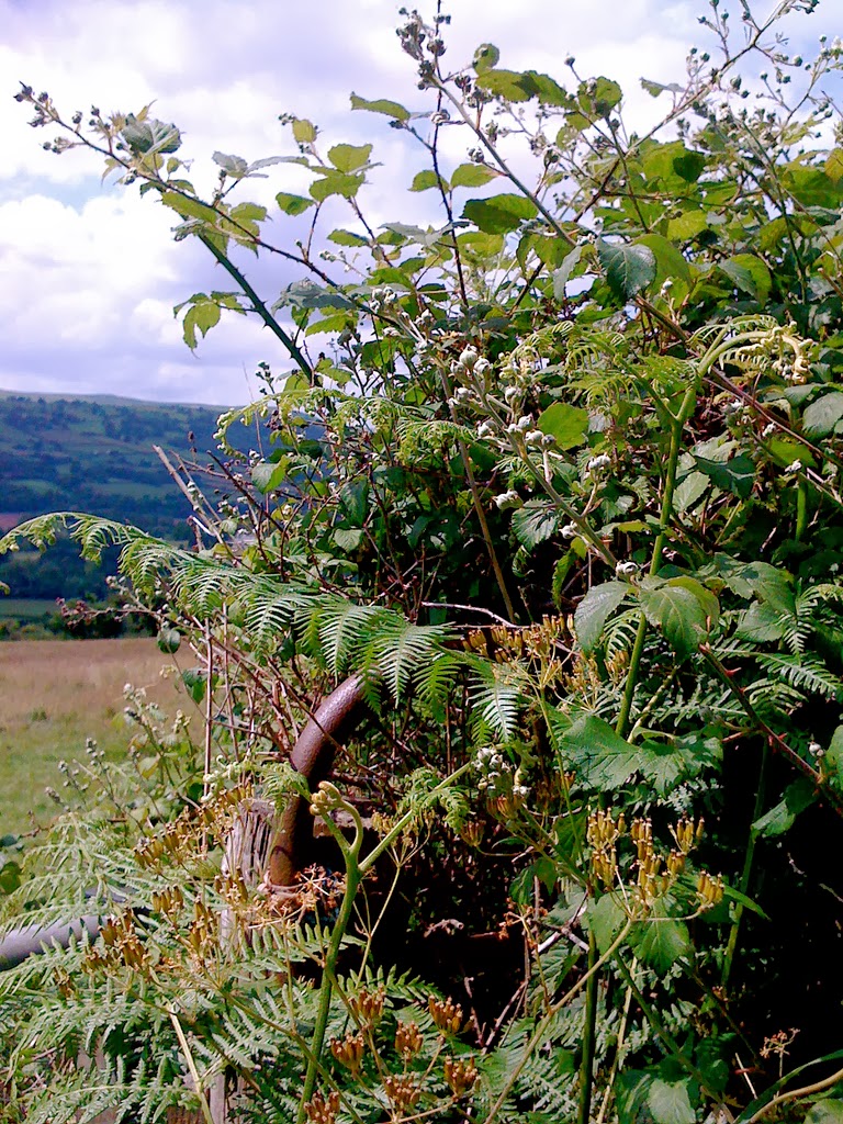Species of UK: Week 31: Bramble (‘Rubus fruticosus’)
