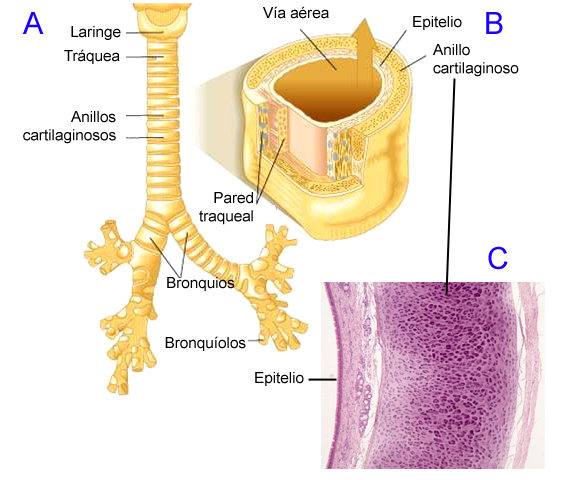 LA TRAQUEA: FUNCION