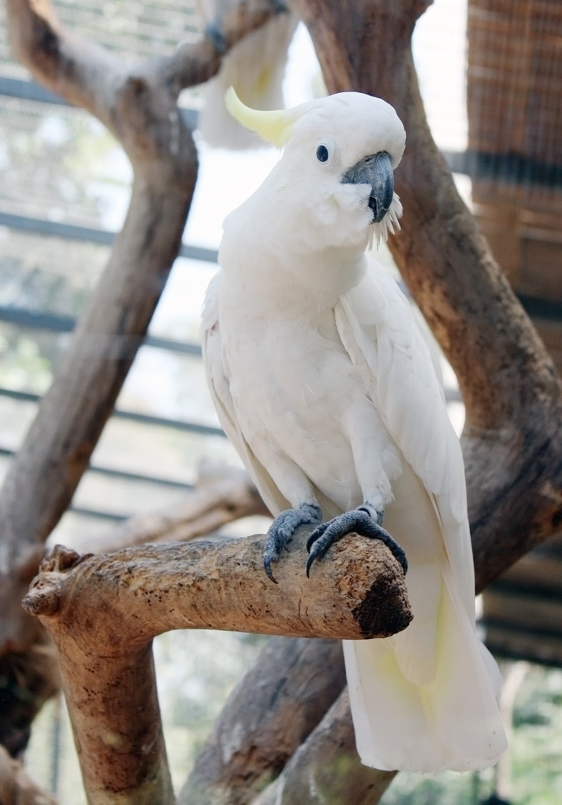 BiLLa: BEAUTIFUL WHITE PARROT HD WALLPAPER