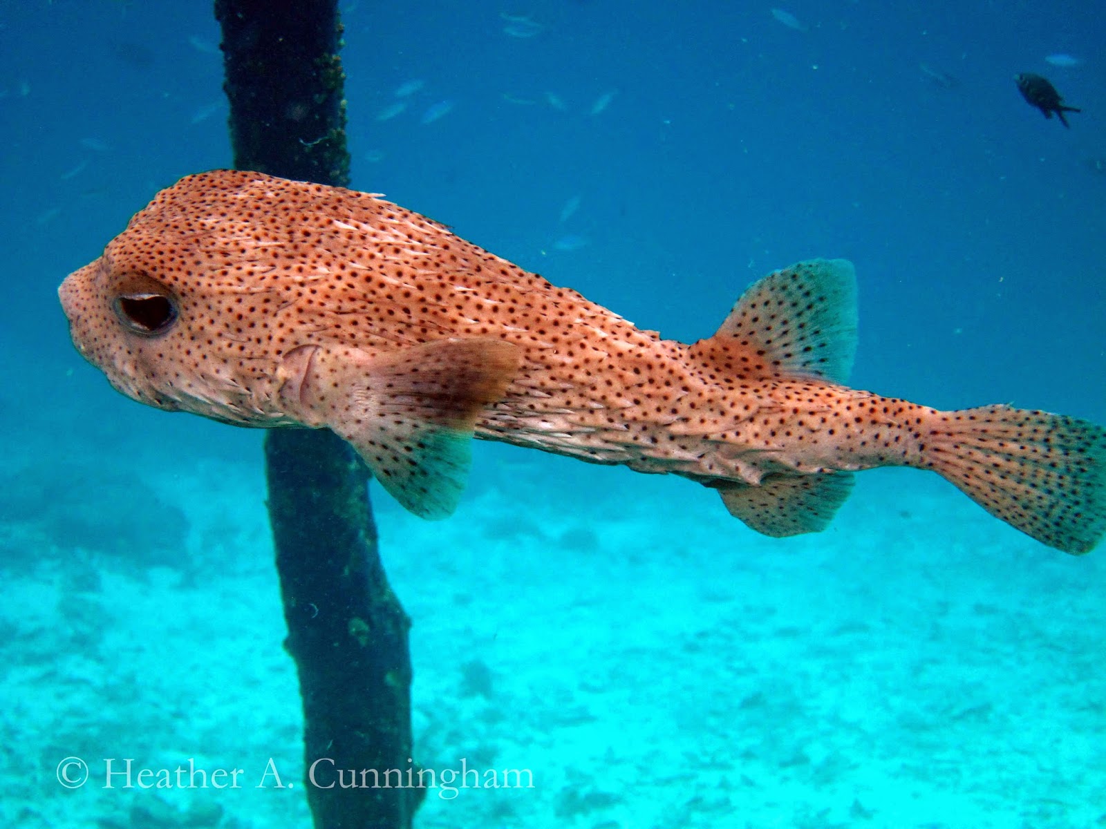Porcupine Fish
