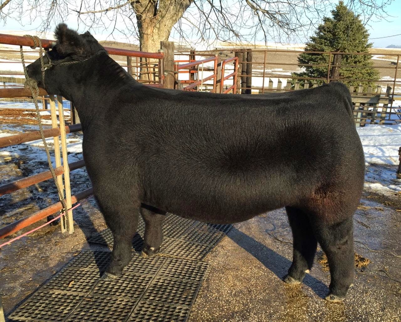 MITTAG Blog: Clipped