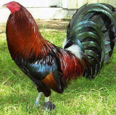 GallosDePeleaHatch: Hatch