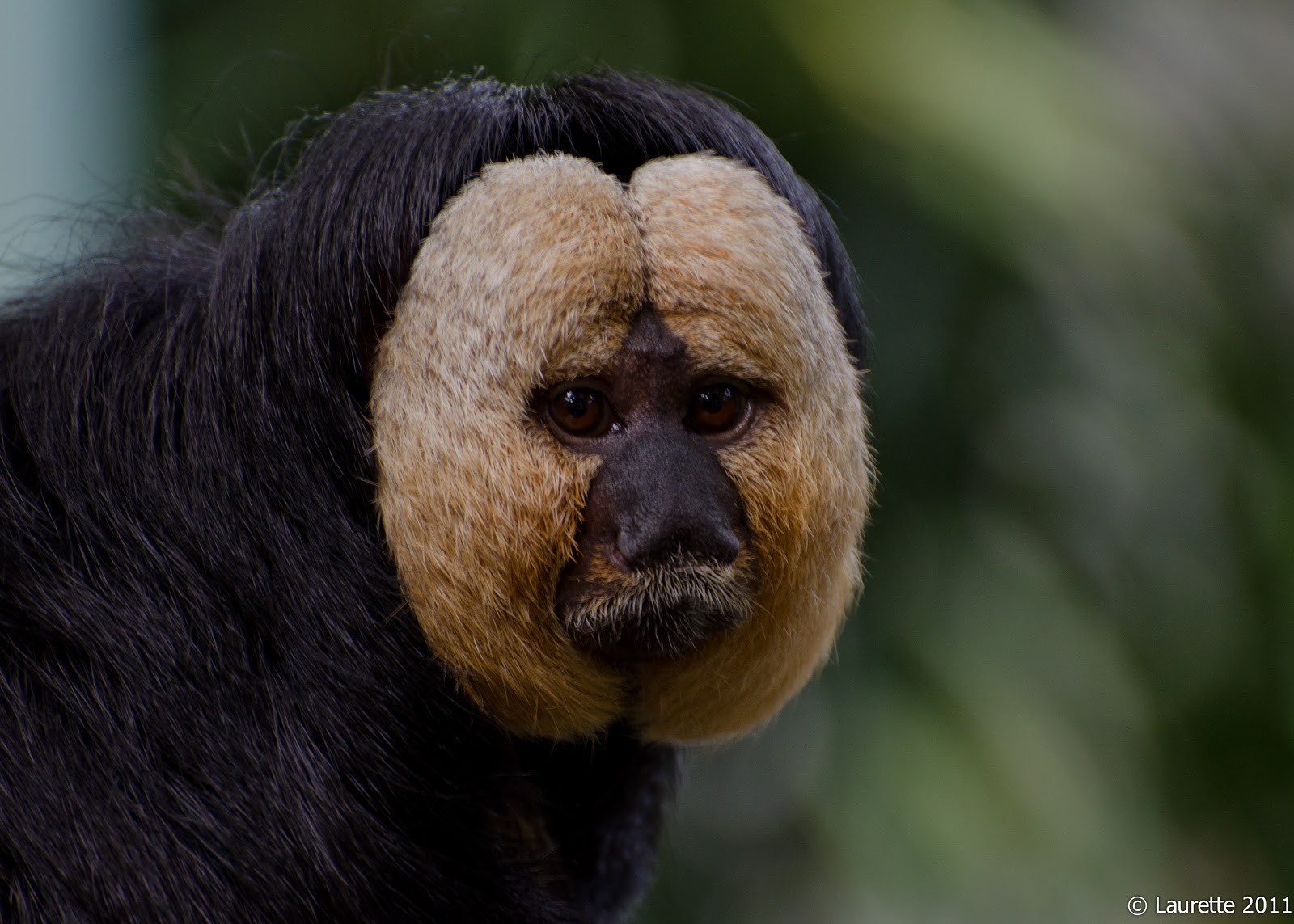 Laurette's fotoblog: Aapjes kijken