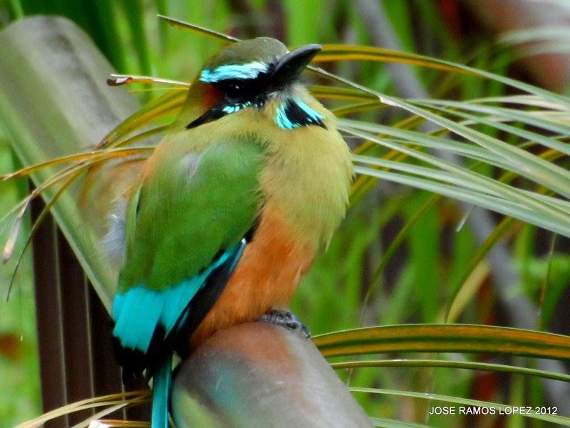 Albanta: Pájaros del Campus