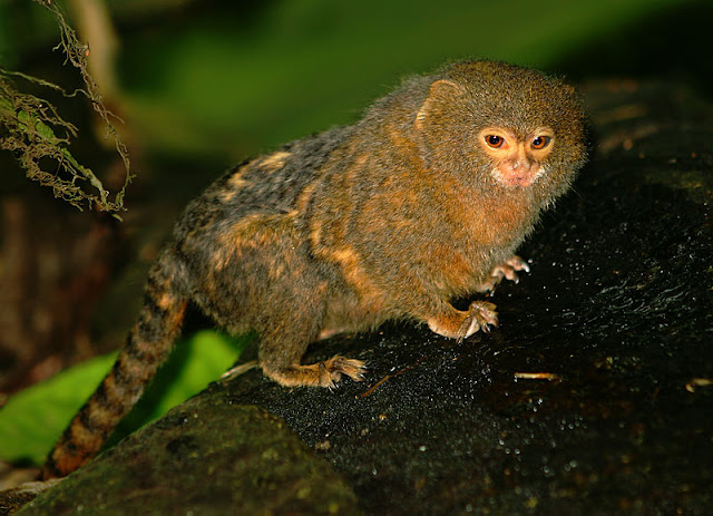 Marmoset pigmeo o uistitì pigmeo (Cebuella pygmaea)