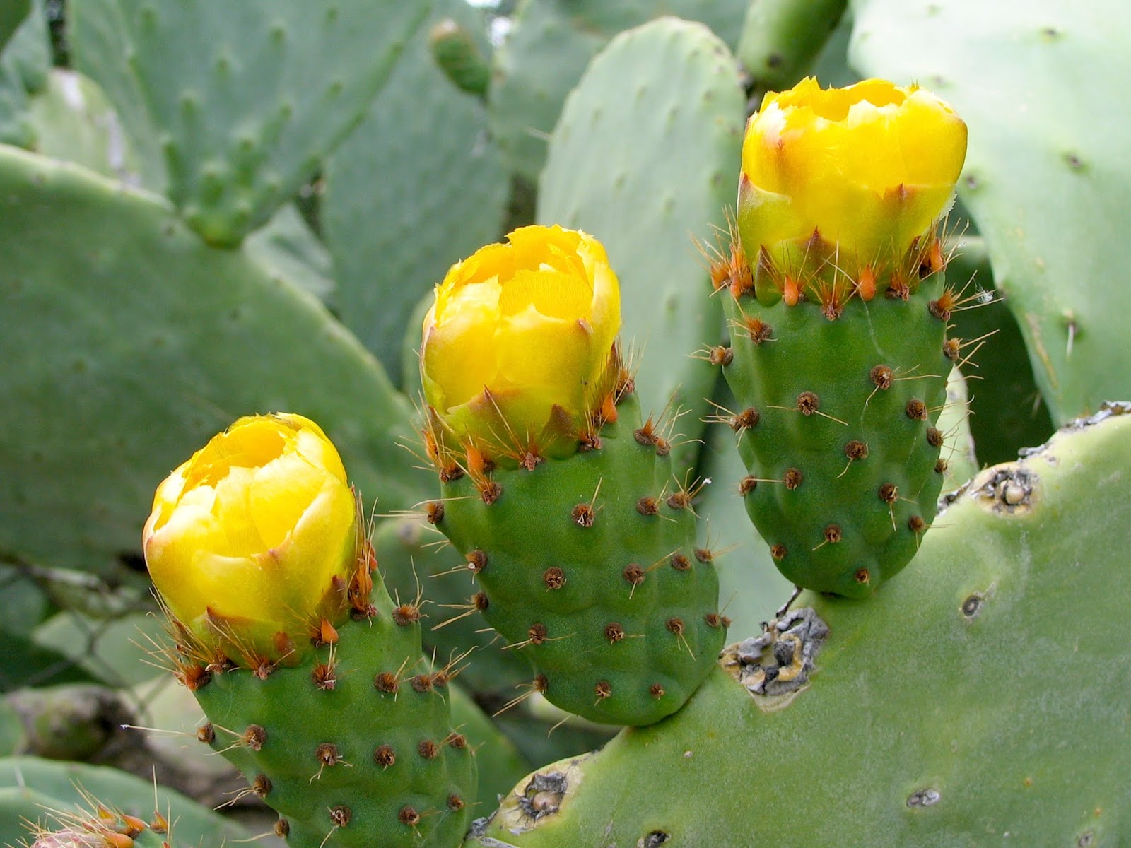 En verano - In summer: Adios a las chumberas