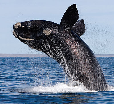 Argentina nativa: Ballena franca austral (Eubalaena australis)