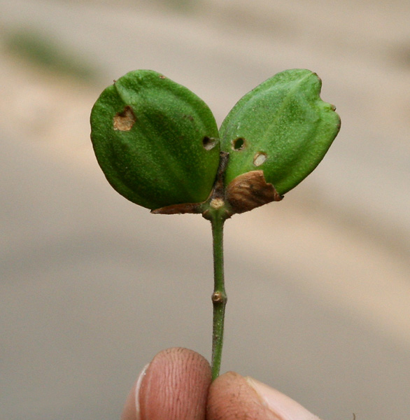 We love Our Bangladesh: May 2011