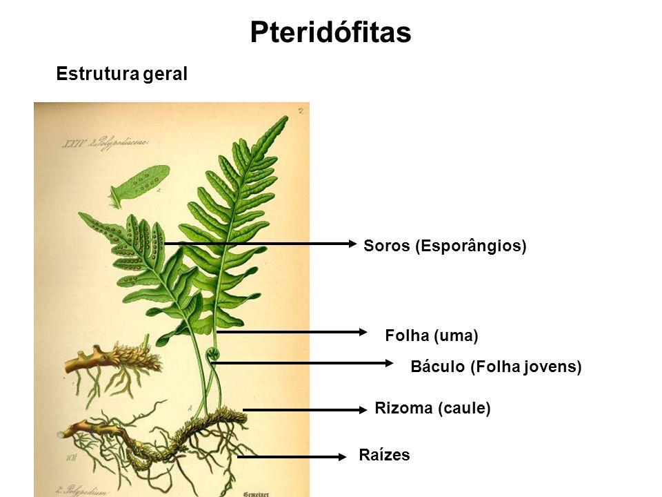 Blog de Biologia EJA: Classificação das plantas