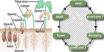Plant Nursery: LIFE CYCLE OF THE PLANTS