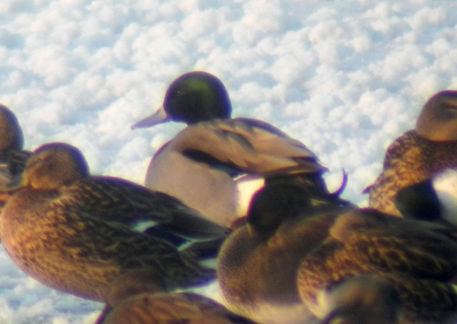 200 Birds: Logan CBC Highlights