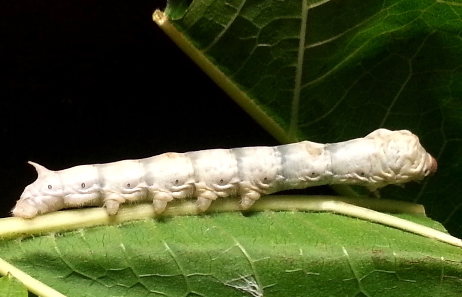 Amazing Silkworms: Anatomy of the Silkworm Larva (Part 2)