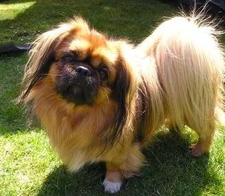 Todo Sobre Perros: Pequinés