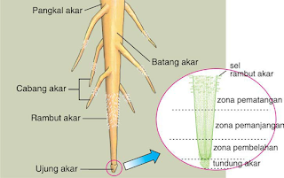 Organ Tumbuhan dan Fungsinya (Materi Lengkap) - Biologizone