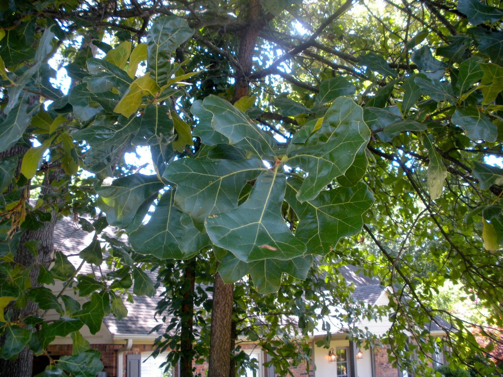 Memphis Trees: July 2014