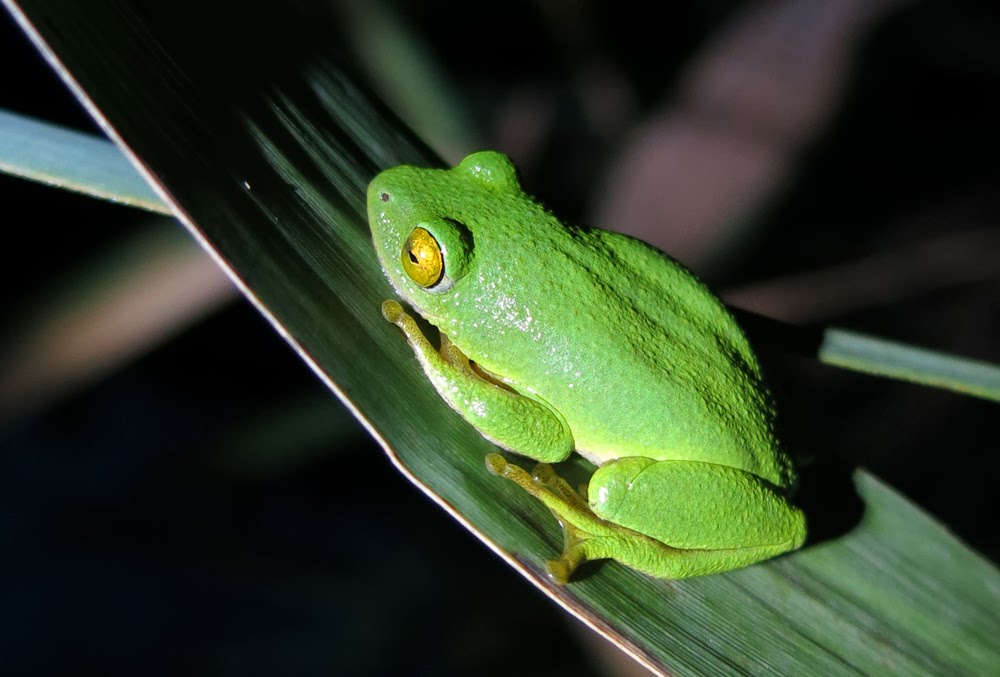 Diversity and Life: A view from the Holocene: Durban and surrounds ...