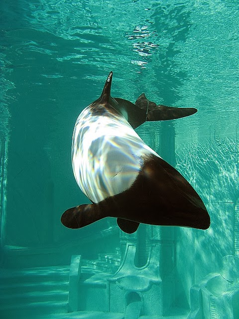 De Terra Somnia: Delfin-panda