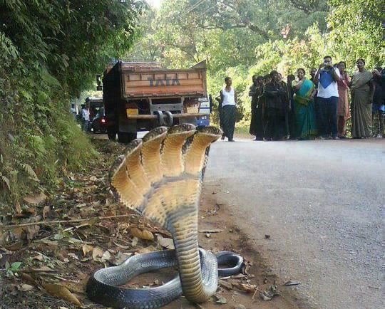 Abhishek Bhatt's Blog: FIVE HEADED SNAKE FOUND IN UTTARAKHAND ...