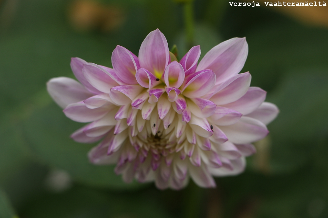 Versoja Vaahteramäeltä : Daalia-rakkaus