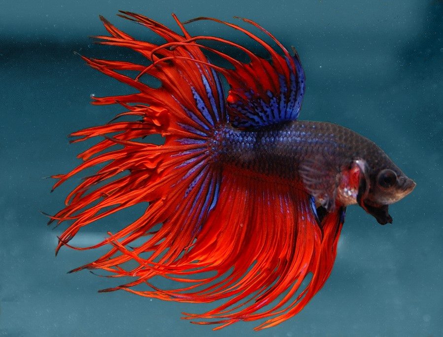 Betta Crowntail Branco,Preto,Azul e Vermelho - Só peixe betta